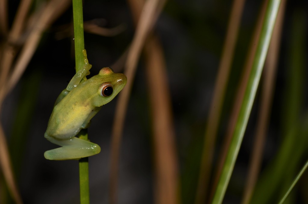Sharp-headed Reed Frog from Moma, Mozambique on May 18, 2022 at 06:47 ...
