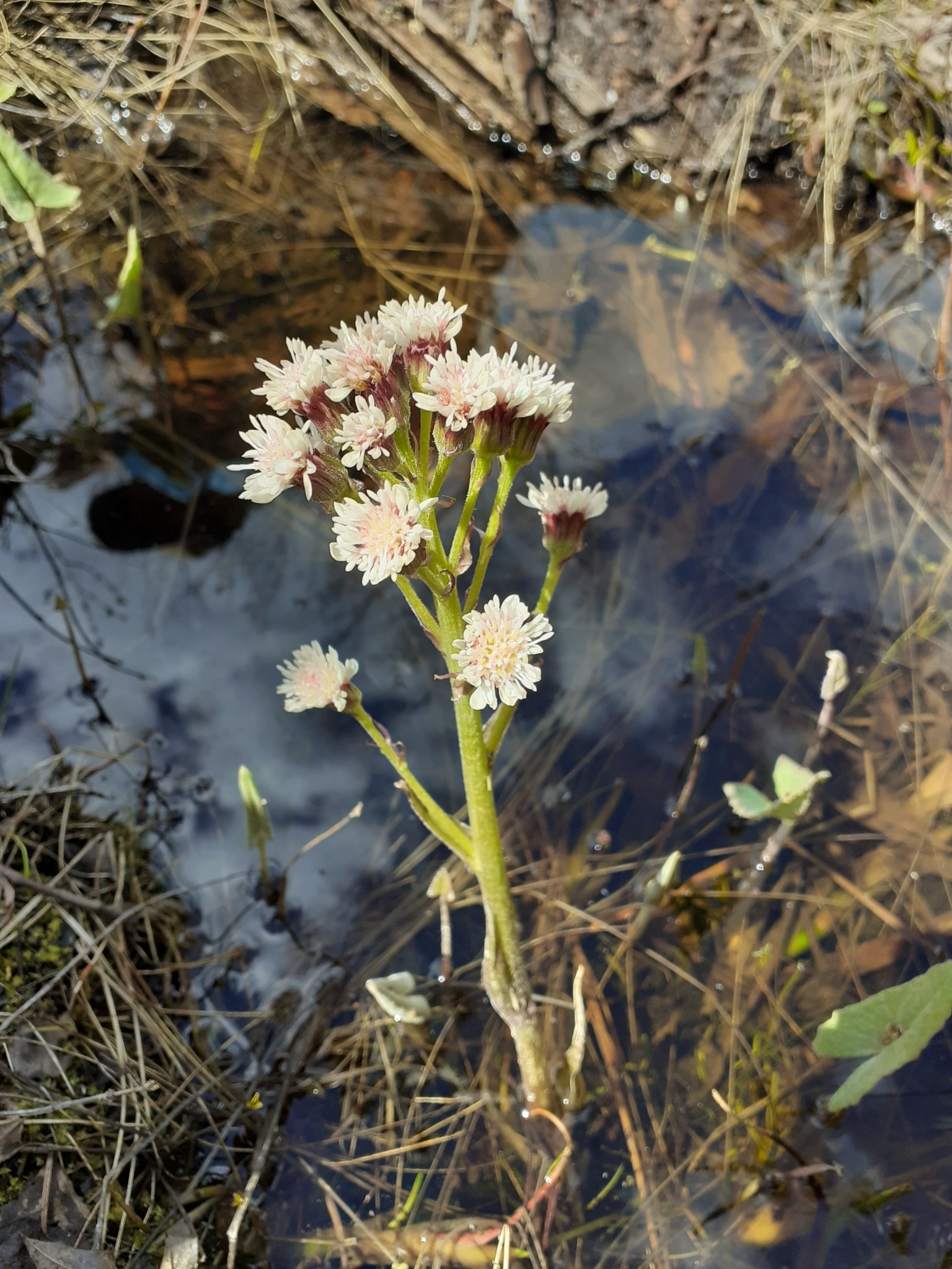 Petasites frigidus var. sagittatus (Banks ex Pursh) Chern.