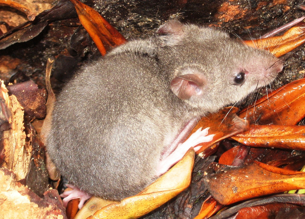 Water Mouse (Xeromys myoides) - Know Your Mammals
