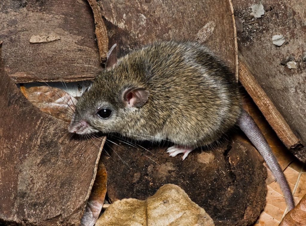 Common Rock Rat (Birriliburu Animals) · iNaturalist