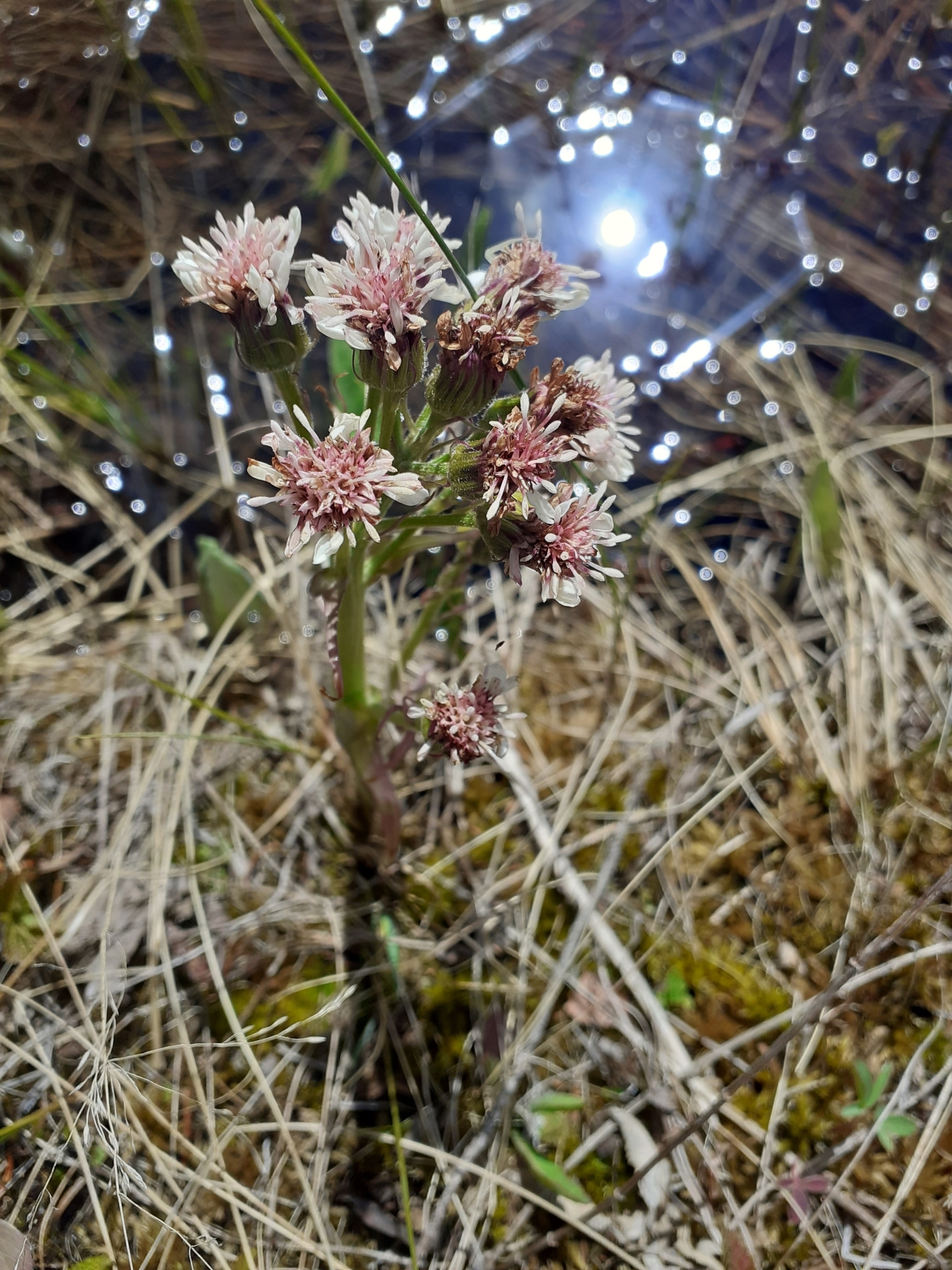Petasites frigidus var. sagittatus (Banks ex Pursh) Chern.