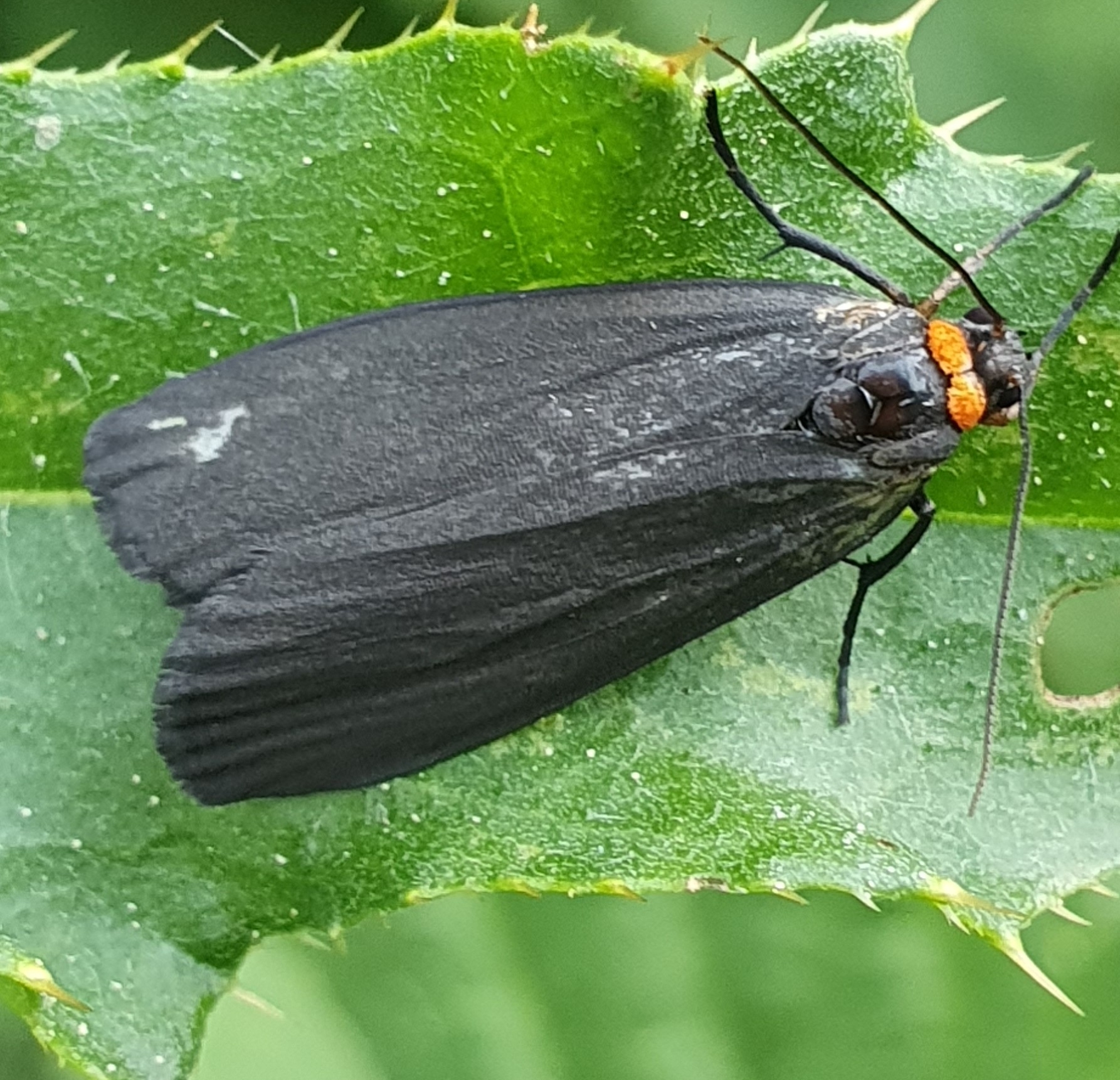 Atolmis rubricollis Linnaeus, 1758