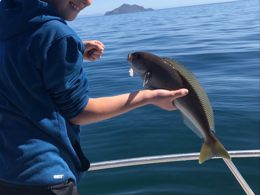 Ocean Whitefish from North Pacific Ocean, CA, US on March 21, 2022 at ...