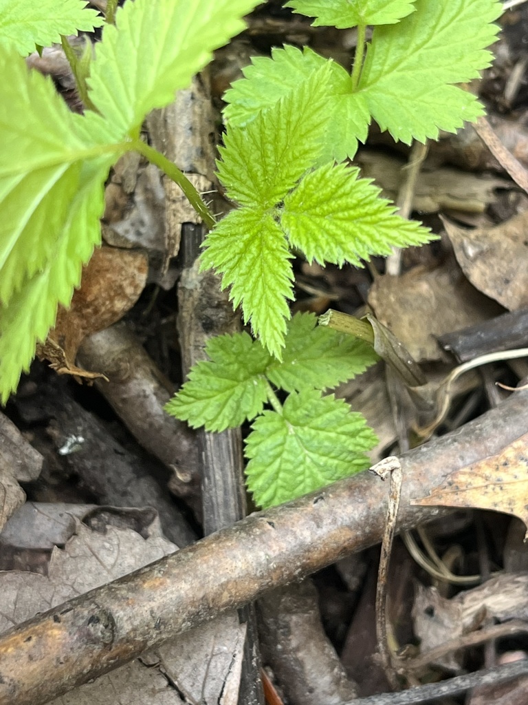 dwarf raspberry from Bayfield, WI, US on May 22, 2022 at 11:09 AM by ...