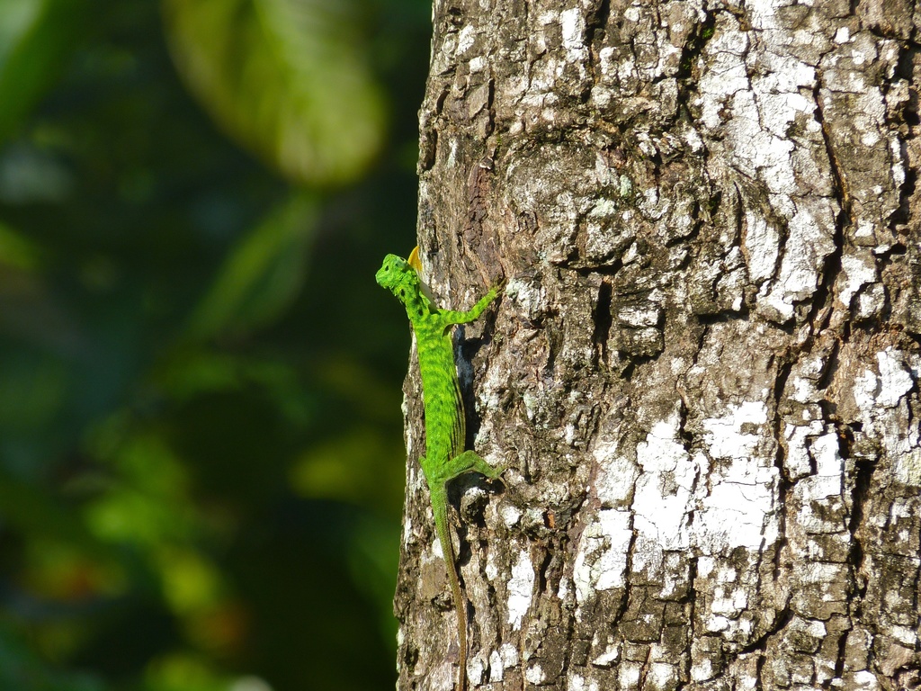 Bartlett’s Flying Dragon (Draco cornutus) - Snakes and Lizards