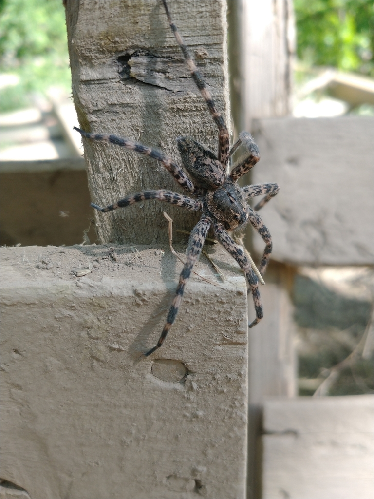 Dark Fishing Spider from Olive on May 22, 2022 at 03:15 PM by ...