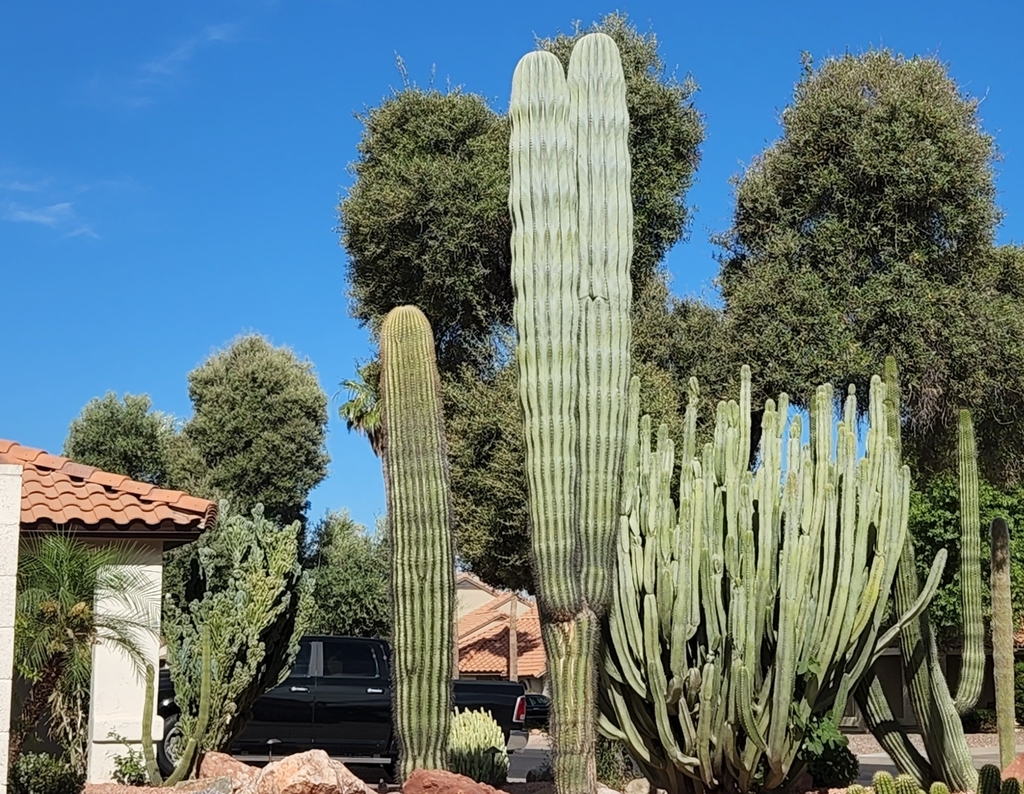 Cardón desde Chandler, AZ 85224, USA el 22 de mayo de 2022 a las 08:43 ...