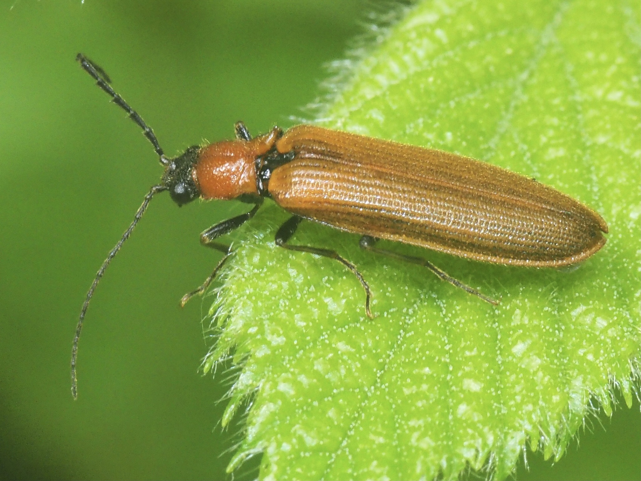 Denticollis linearis (Linnaeus, 1758)