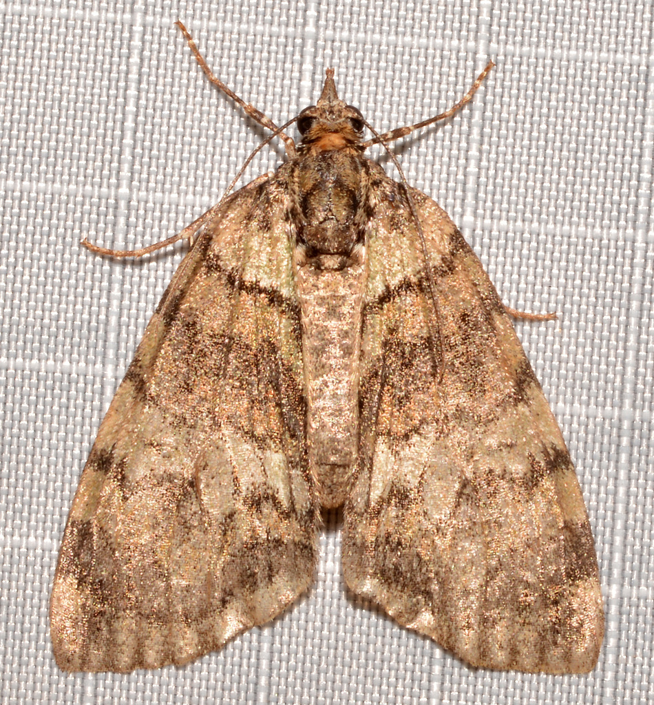 Shattered Hydriomena Moth from Hamden, CT, USA on May 21, 2022 at 10:57 ...