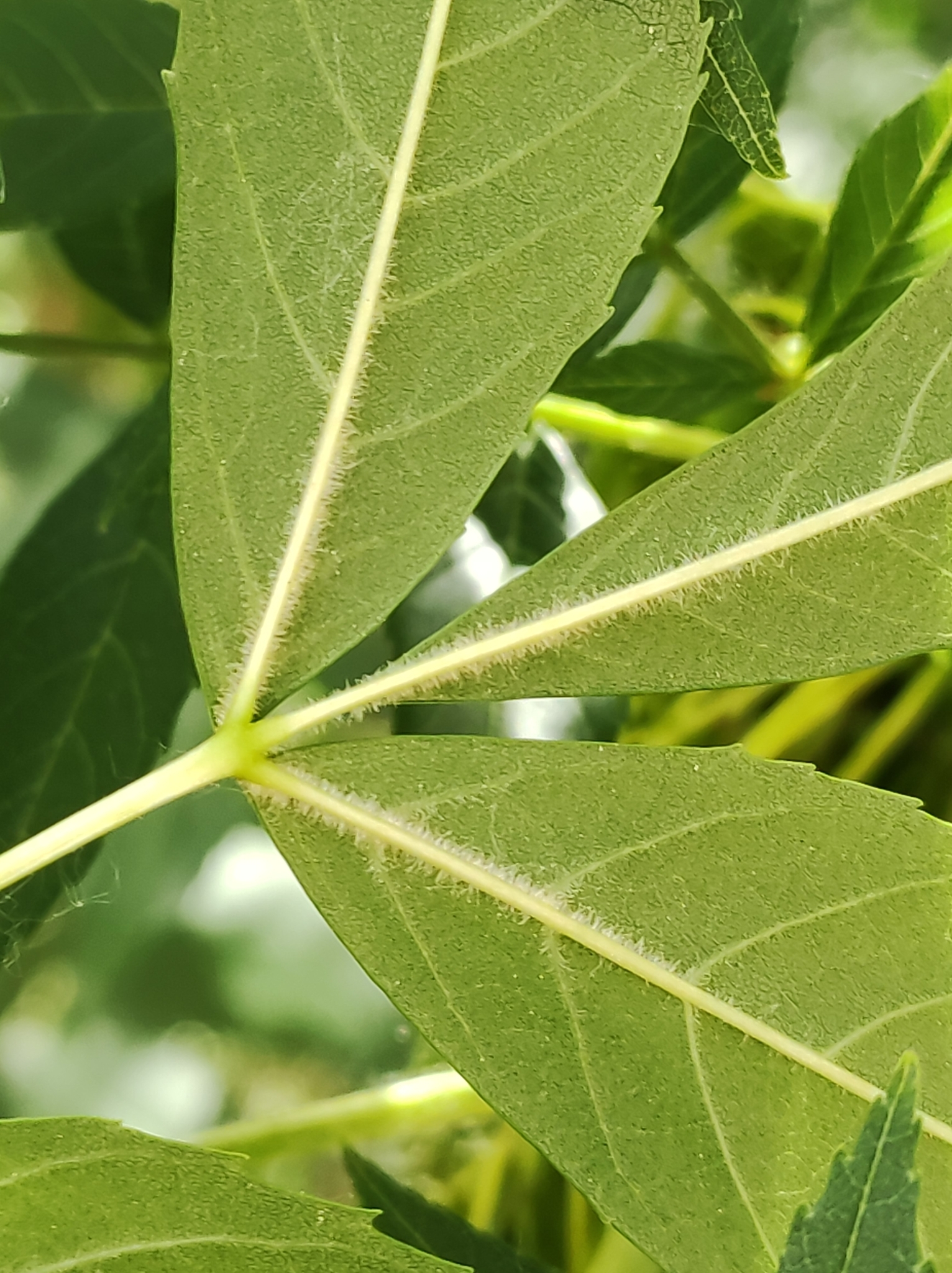 Fraxinus angustifolia subsp. oxycarpa (M.Bieb. ex Willd.) Franco ...