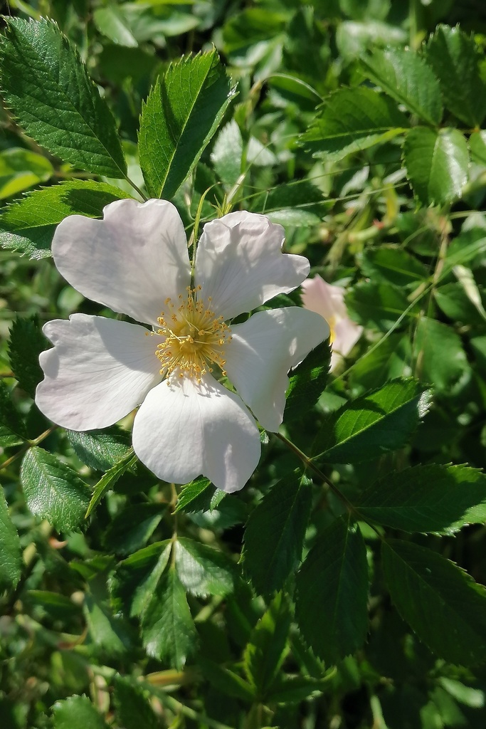 Dog-rose from Praha - východ, Středočeský, Czechia on May 22, 2022 at ...