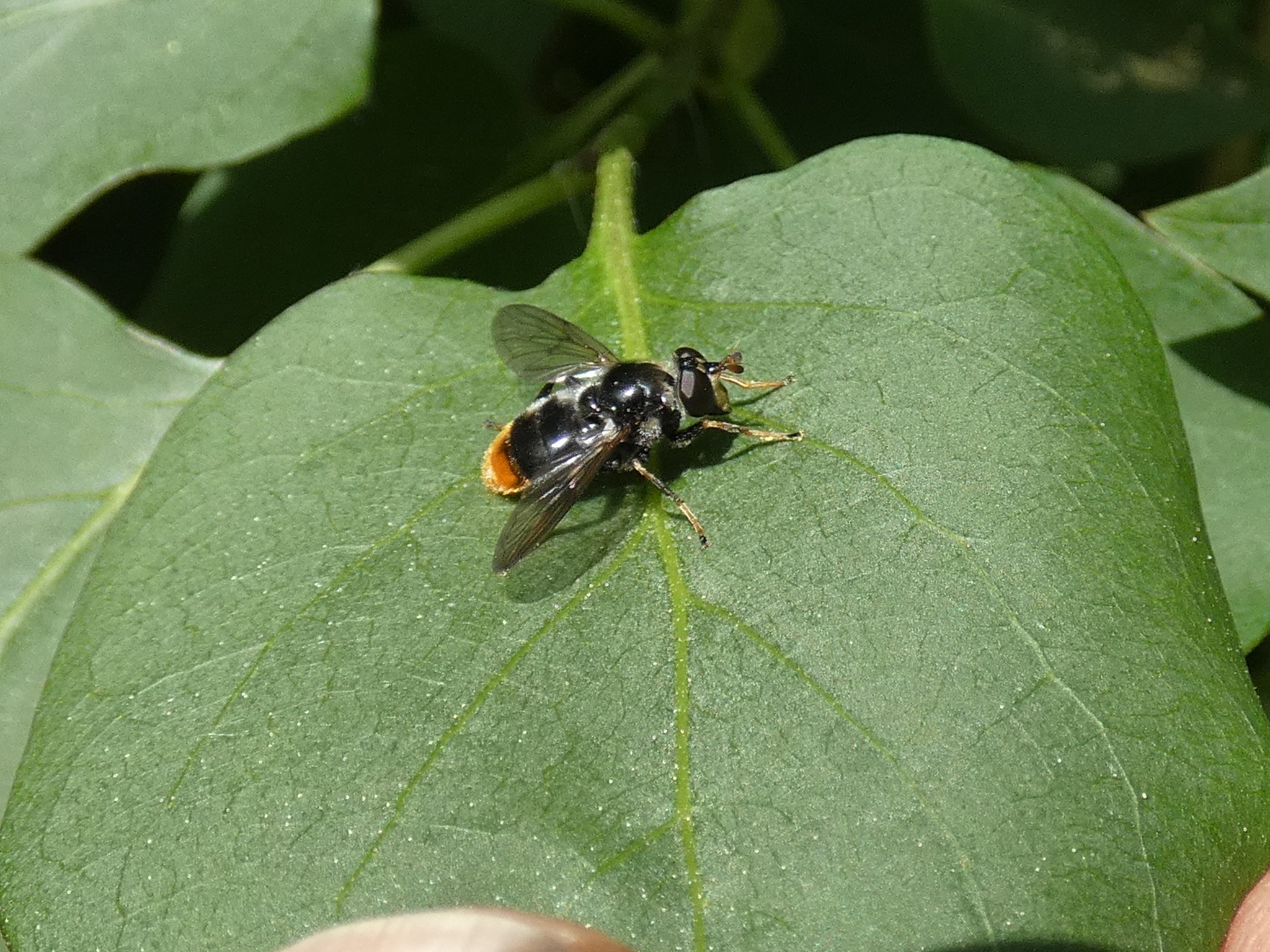 Blera fallax (Linnaeus, 1758)