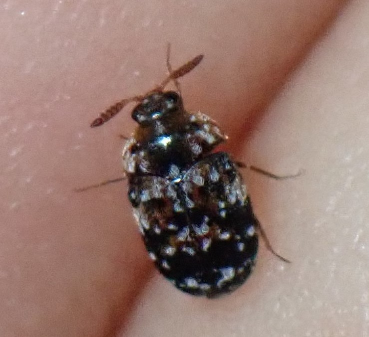 Trogoderma anthrenoides from Monroe County, FL, USA on May 6, 2022 at ...