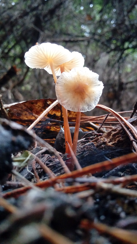 Collybia subhybrida from Valparaiso, Valparaíso, Chile on June 27, 2019 ...