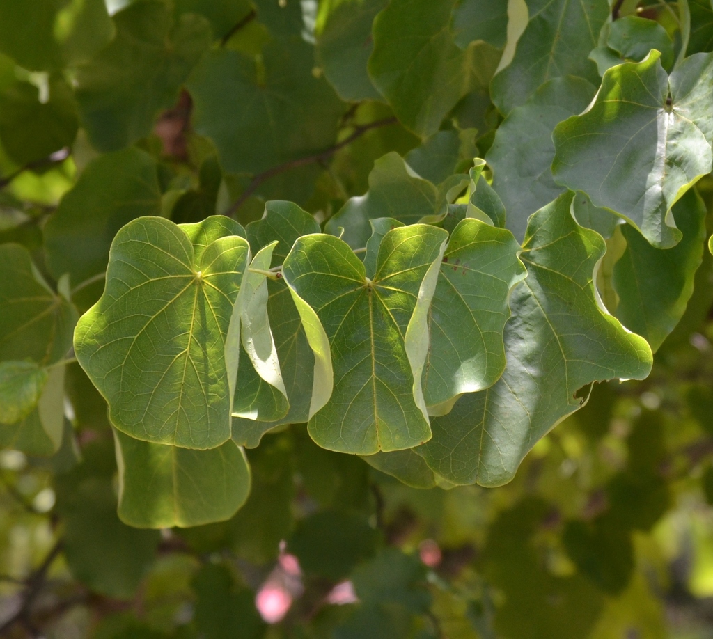 Texas redbud (Cercis canadensis texensis) - Botanical Realm