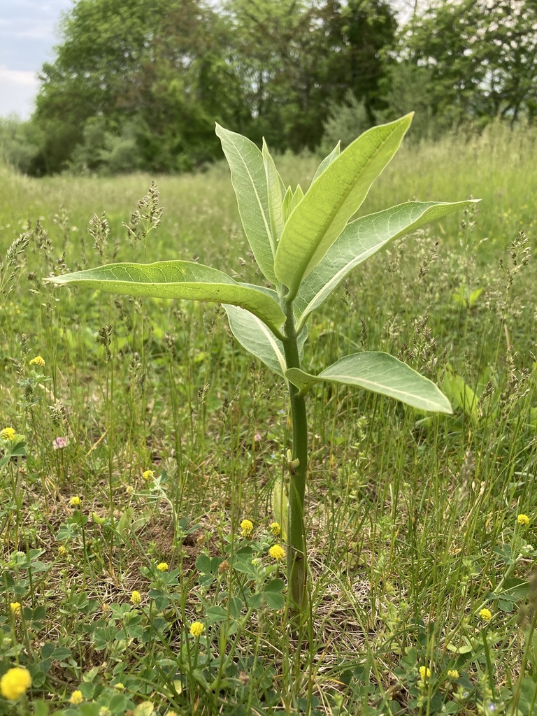common milkweed from Glenwood, NJ, US on May 22, 2022 at 11:19 AM by ...