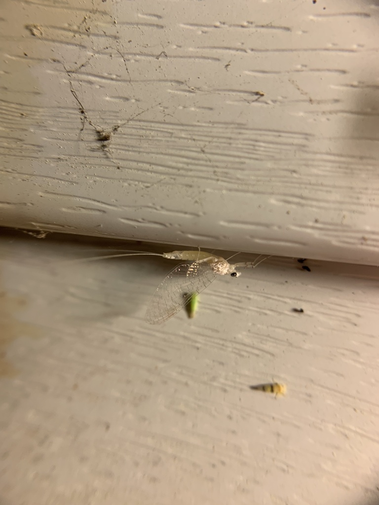 Mayflies from Austin Ln SE, Cleveland, TN, US on May 19, 2022 at 09:59 ...