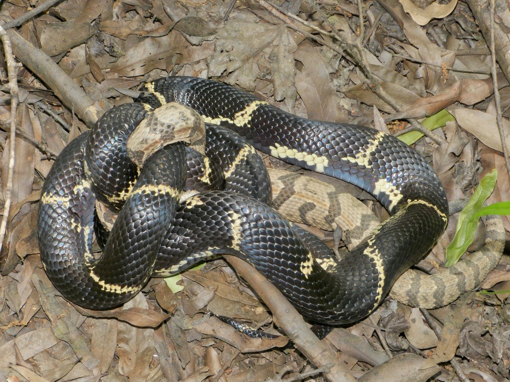Eastern Kingsnake from Bibb County, GA, USA on April 27, 2012 at 03:30 ...