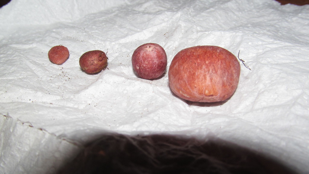 blushing false truffle from Valparaiso, Valparaíso, Chile on July 2 ...