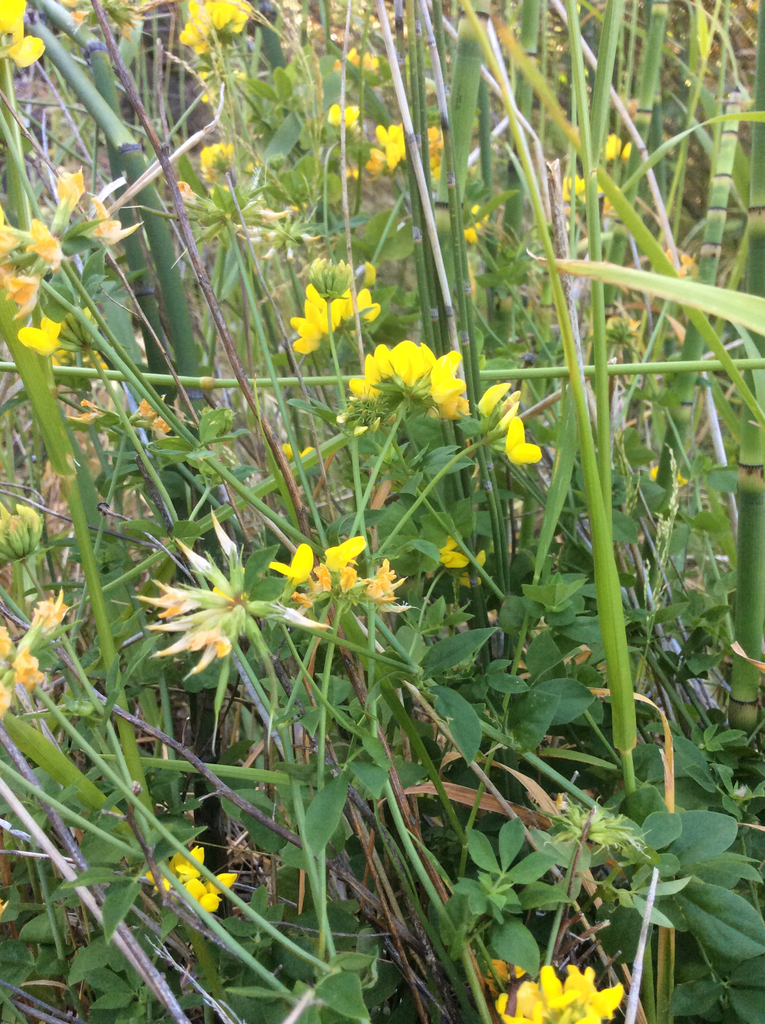 greater bird's-foot-trefoil from Hood River County, US-OR, Lewis and ...