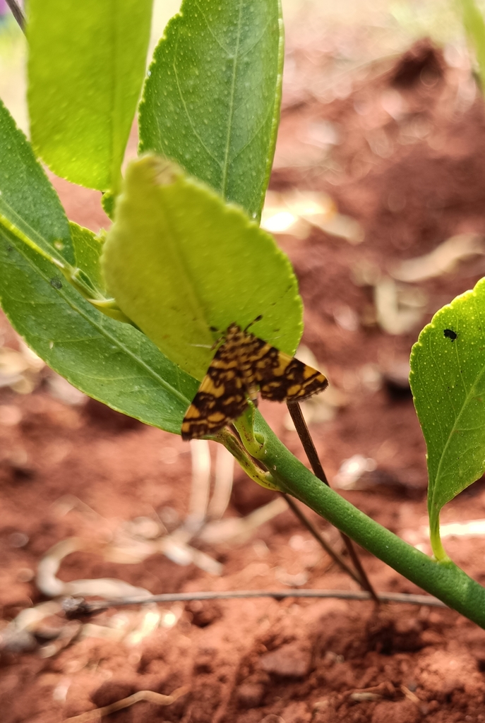 Checkered Apogeshna Moth from San Vicente Lachixío, Oax., México on May ...