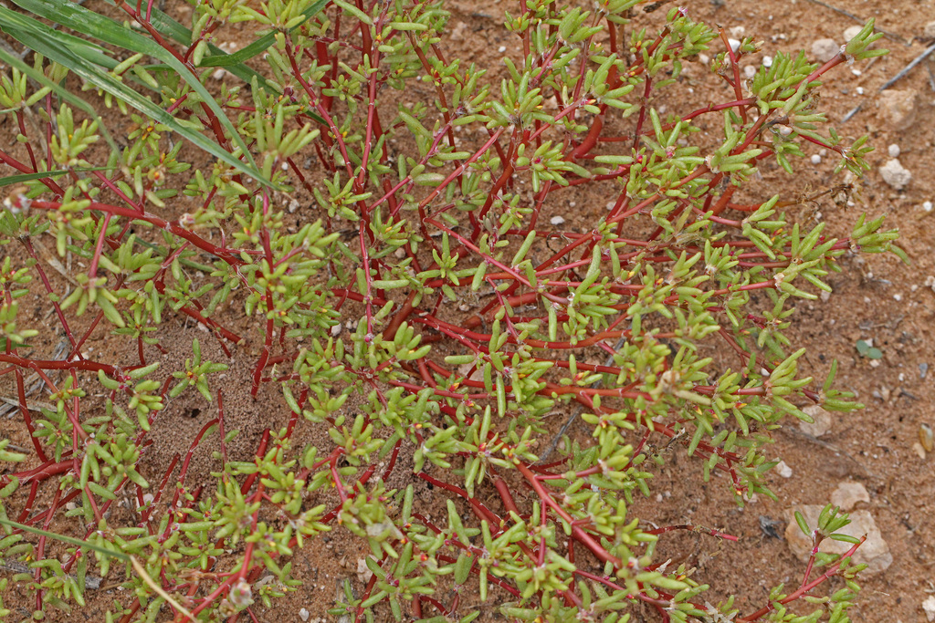 Desert Portulaca (Portulaca halimoides) - Botanical Realm