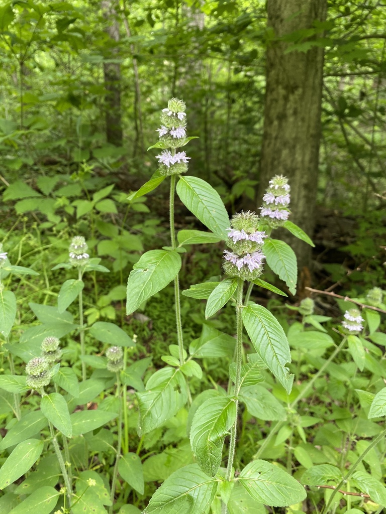Hairy Wood Mint in May 2022 by abelkinser · iNaturalist