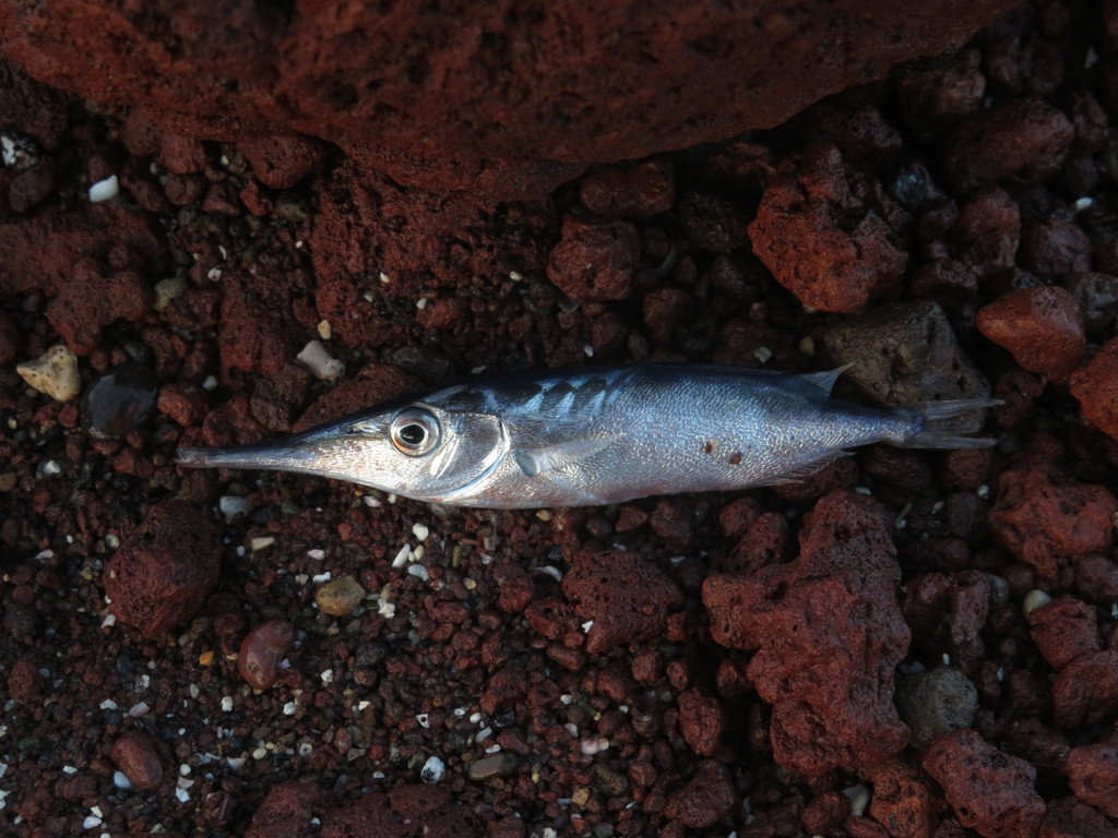 Little Bellowsfish from El Médano, Tenerife on May 20, 2022 at 07:01 PM ...