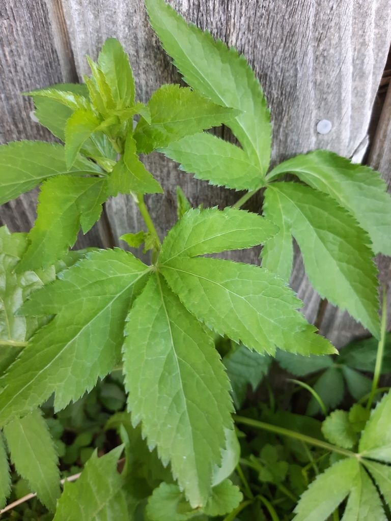 Black Snakeroot from On Johnson Drive at Knox St EB, Merriam, KS 66203 ...