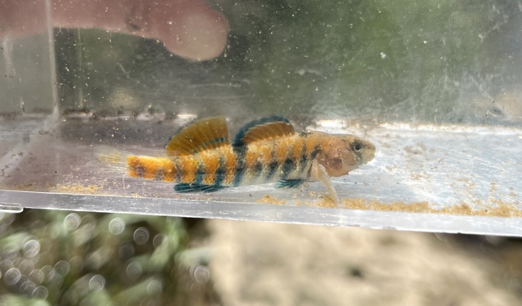 Plains Orangethroat Darter from Kansas City, MO, US on May 22, 2022 at ...