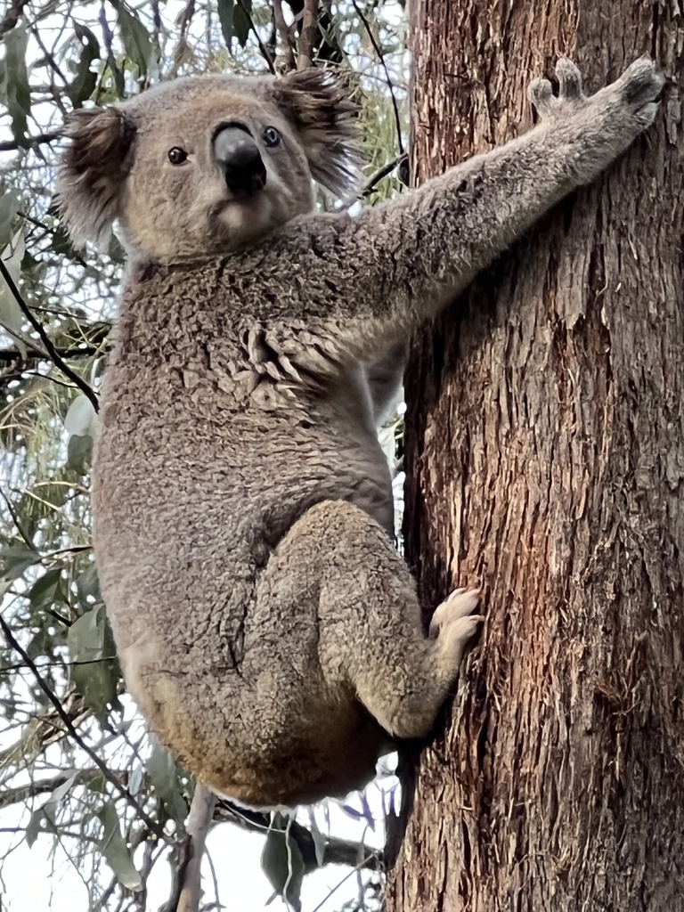 Koala from Bucketty, NSW, AU on May 23, 2022 at 09:01 AM by Martin ...