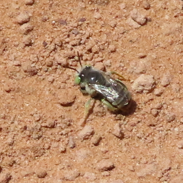 Common Digger Bees from Kane County, UT, USA on May 22, 2022 at 12:33 ...