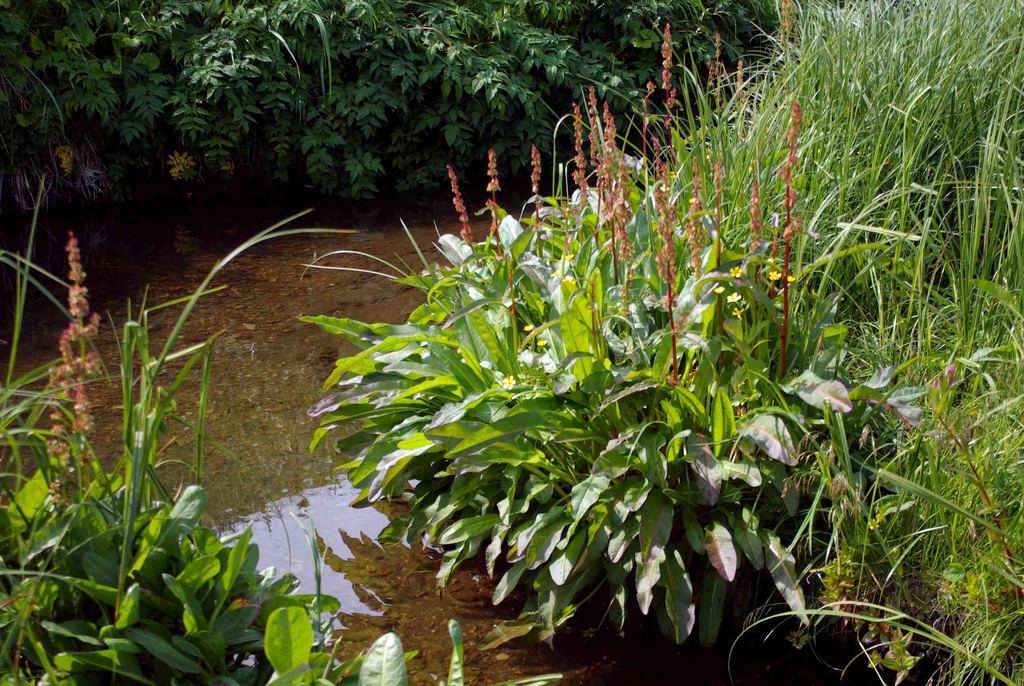 Arctic Dock (Rumex arcticus) - Botanical Realm