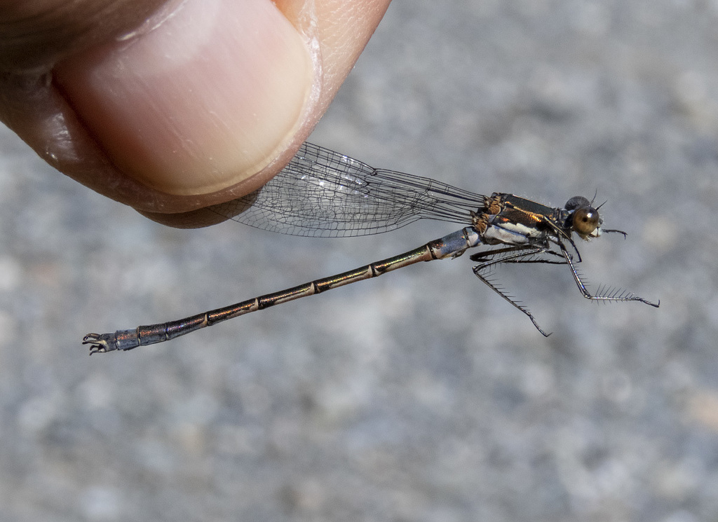 Black Spreadwing from Resighini Rancheria, Del Norte Co., California on ...