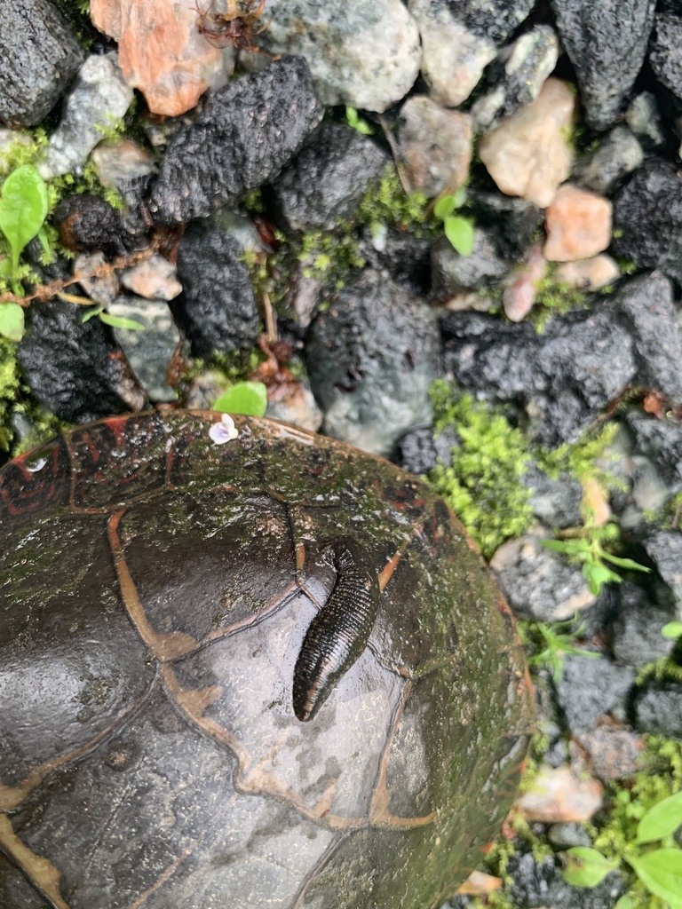 Smooth Turtle Leech in May 2022 by pigeonandtonic · iNaturalist