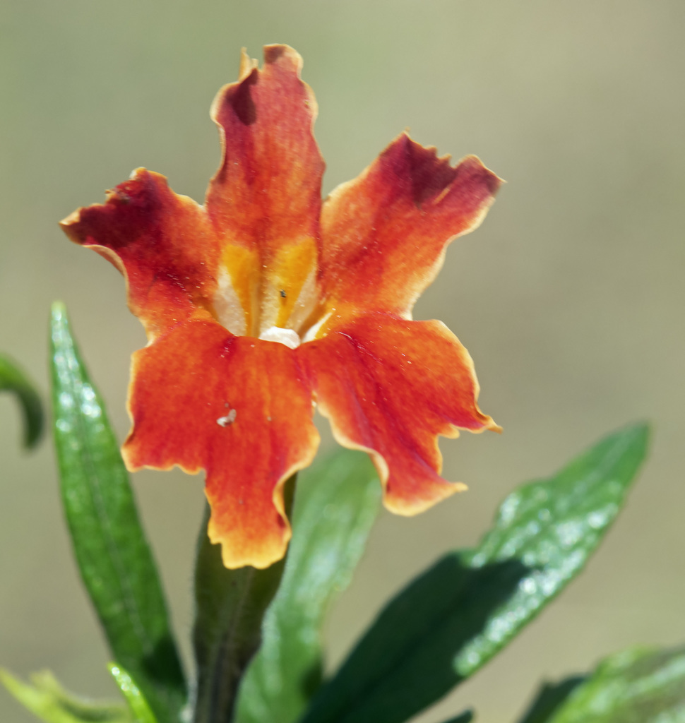 southern bush monkeyflower from Claremont, CA, USA on May 22, 2022 at ...