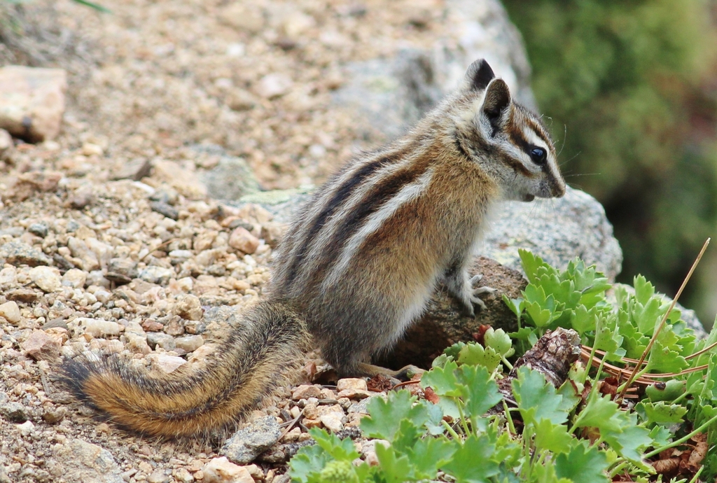 Colorado Chipmunk (Mammals of Capulin Volcano National Monument ...
