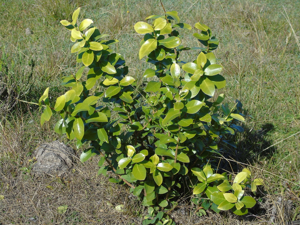 Embira (Espécies da Serra Gaúcha) · iNaturalist