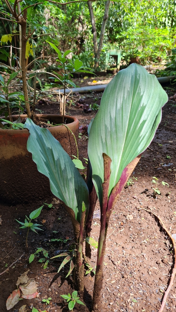 Peacock Ginger from 2RCM+X38, Los Ranchitos, Nicaragua on May 22, 2022 ...