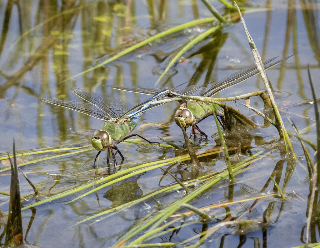Common Green Darner from Resighini Rancheria, Del Norte Co., California ...