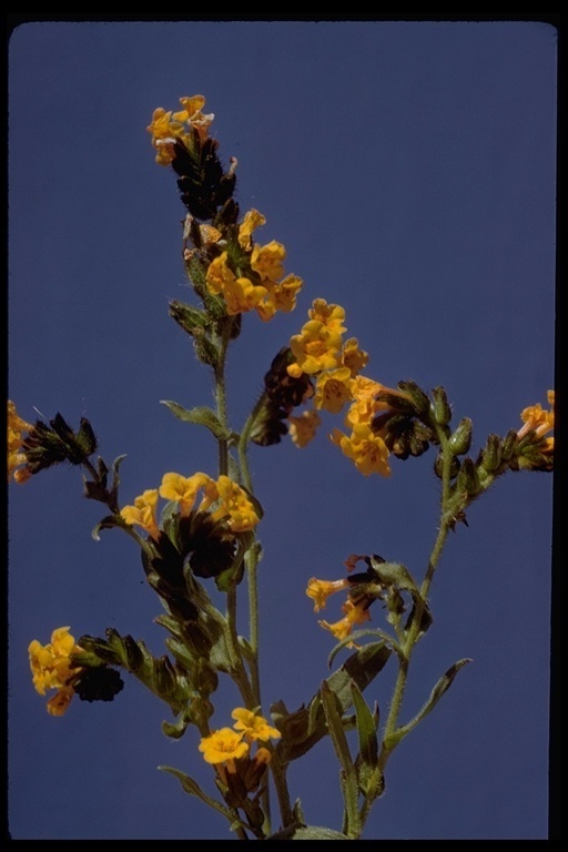 large-flowered fiddleneck (Amsinckia grandiflora) - Botanical Realm