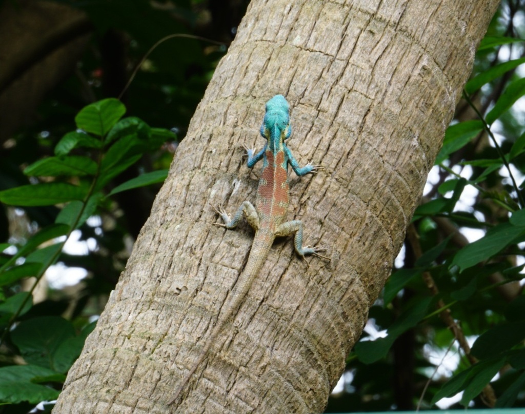 Myanmar Blue Crested Lizard from Hong Kong Disneyland Resort, Hong Kong ...