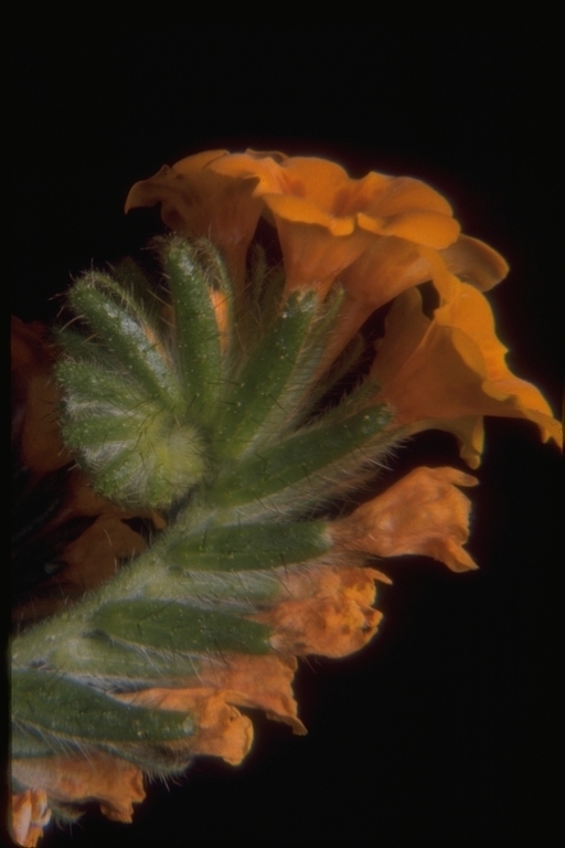 large-flowered fiddleneck (Amsinckia grandiflora) - Botanical Realm