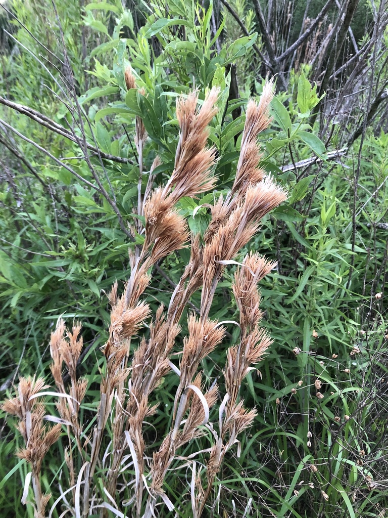maritime bluestem from Ranch Rd, Killeen, TX, US on May 21, 2022 at 08: ...