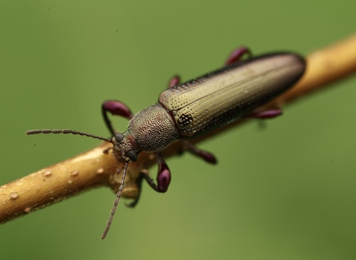 Genus Hoploedipus · iNaturalist United Kingdom