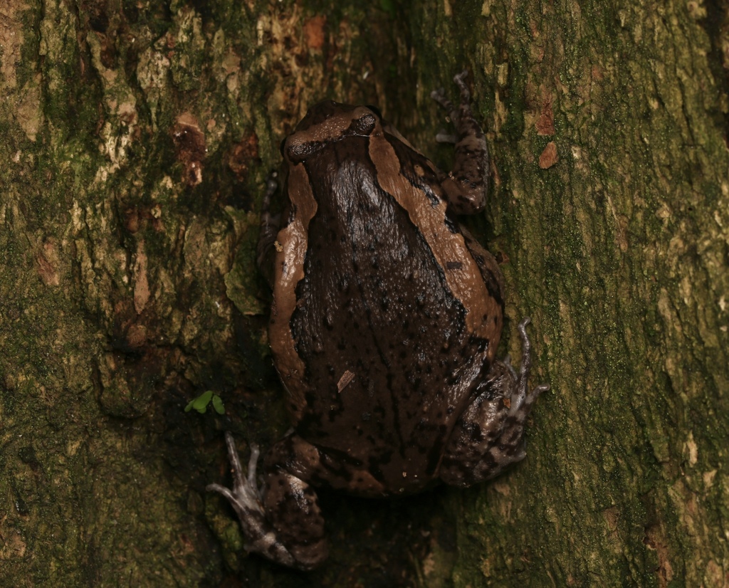 Asian Painted Frog from 451 Mandai Rd, Singapore on October 19, 2021 at ...