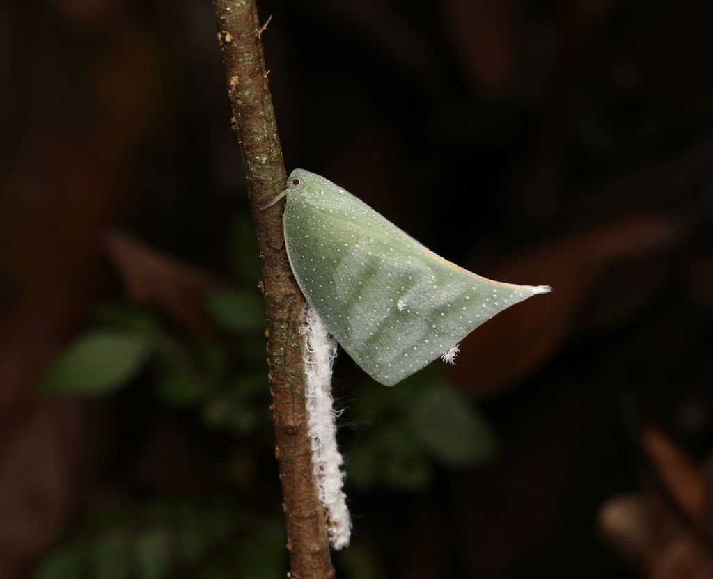 Colobesthes falcata from Chestnut Ave, Singapore 679514 on October 23 ...