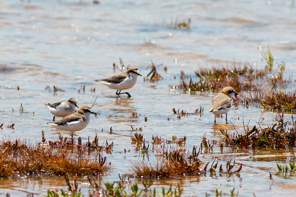 Red-capped Plover from Brisbane QLD, Australia on January 01, 2014 at ...