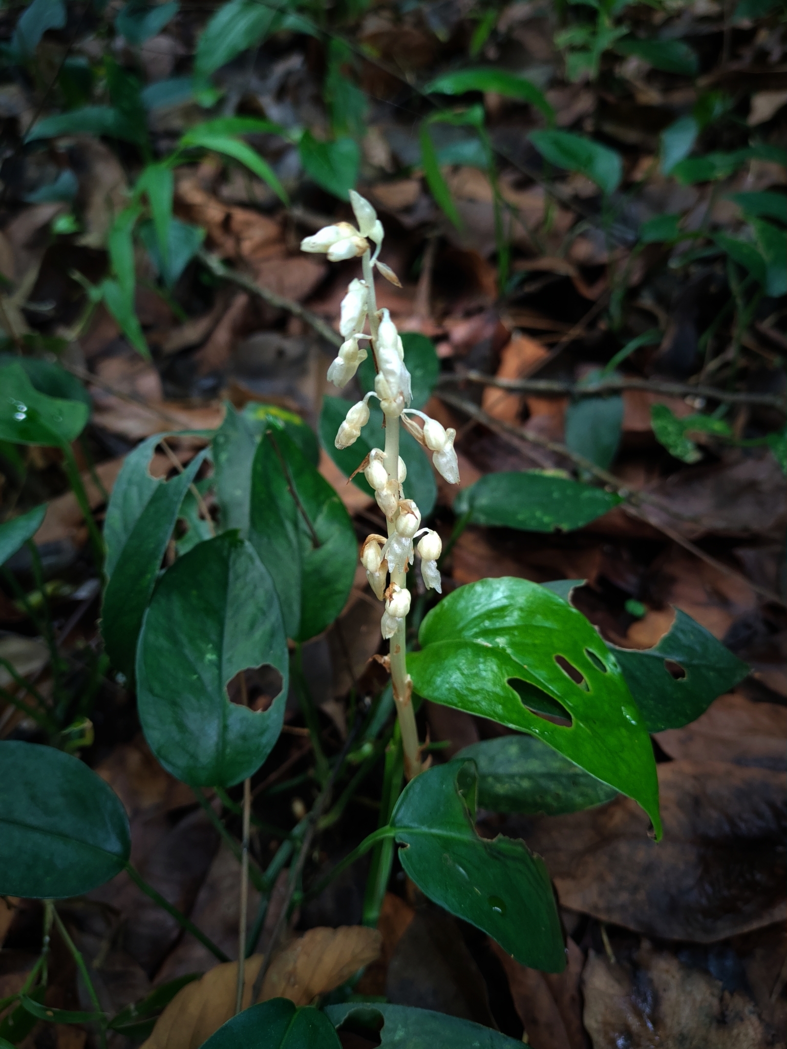 Epipogium roseum (D.Don) Lindl.