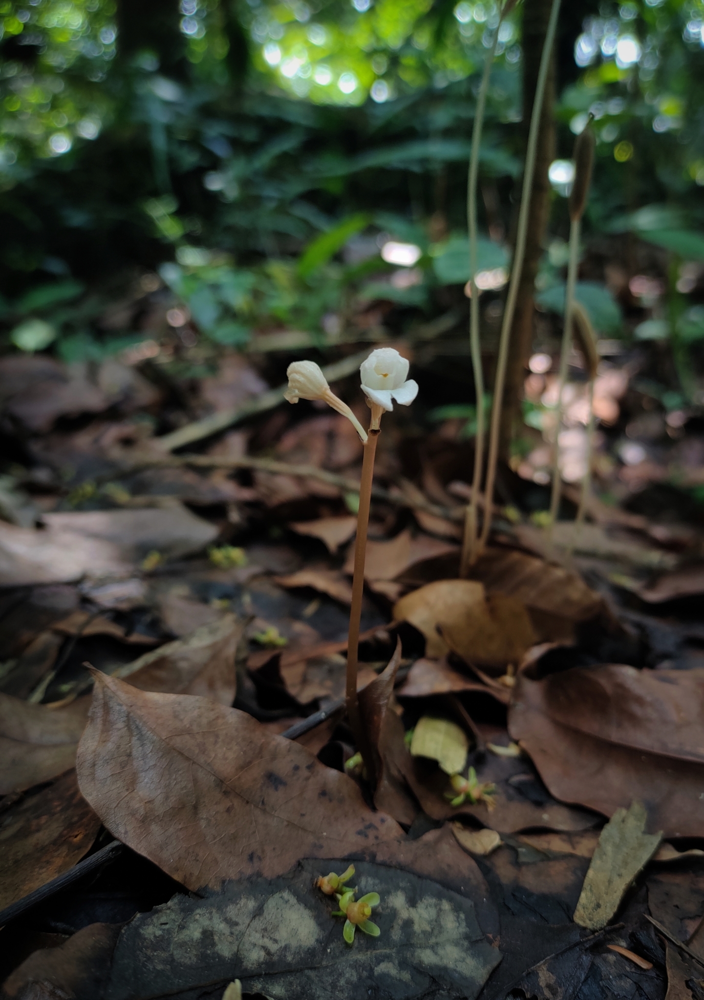 Didymoplexis pallens Griff.